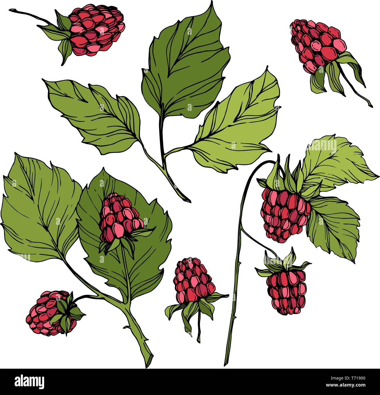Vector Raspberry healthy food isolated. Red and green engraved ink art ...