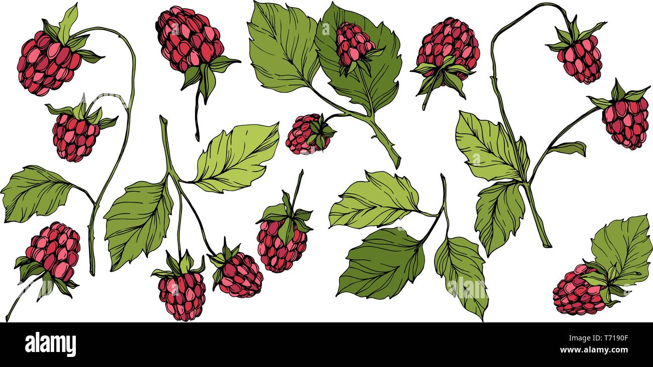 Vector Raspberry healthy food isolated. Red and green engraved ink art ...
