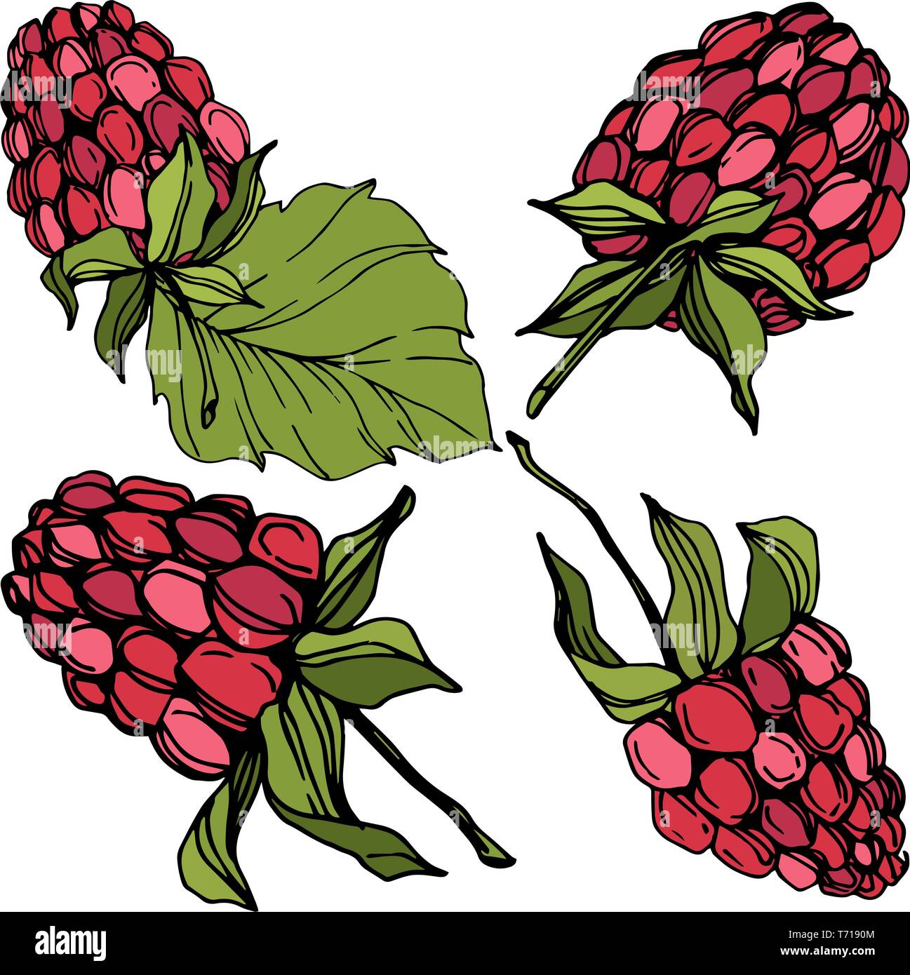 Vector Raspberry healthy food isolated. Red and green engraved ink art ...