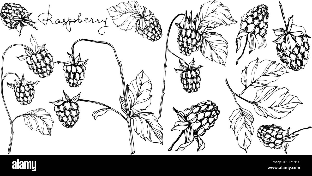 Vector Raspberry healthy food isolated. Black and white engraved ink ...