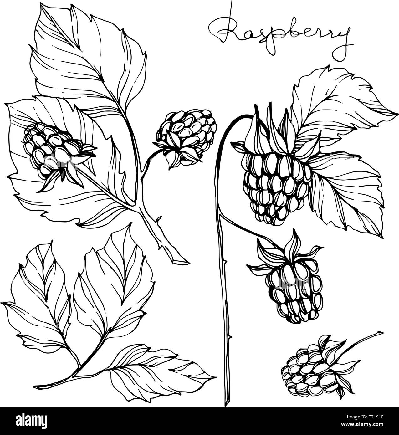 Vector Raspberry healthy food isolated. Black and white engraved ink ...