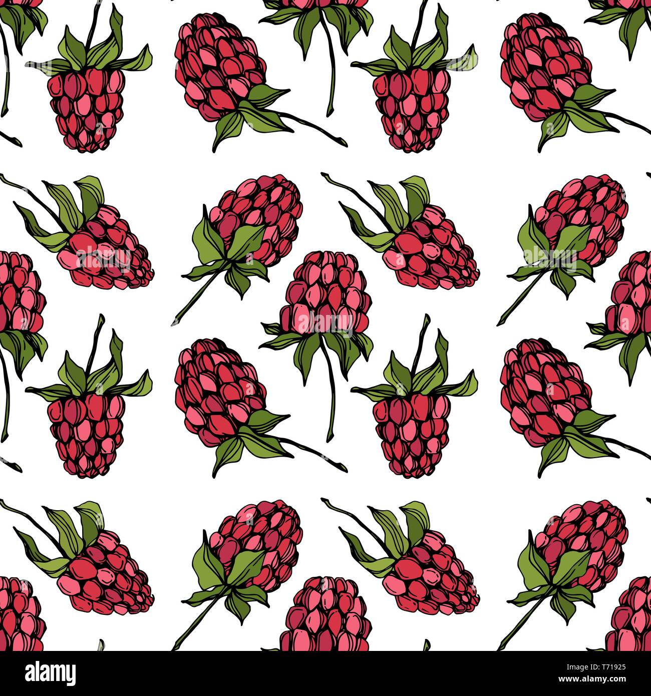 Vector Raspberry healthy food isolated. Red and green engraved ink art ...