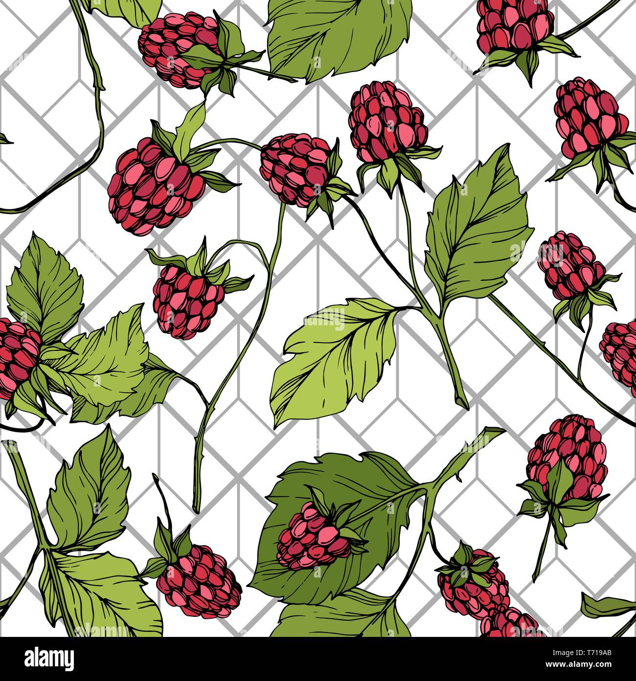 Vector Raspberry healthy food isolated. Red and green engraved ink art ...