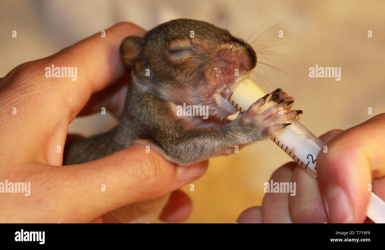 Baby squirrel hi-res stock photography and images - Alamy