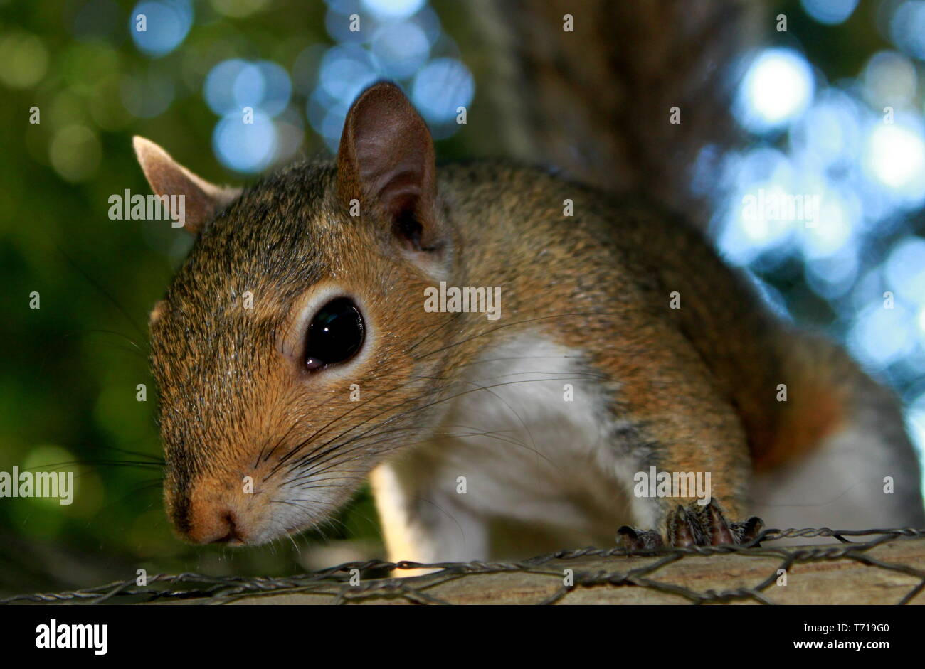 Baby squirrel photography hi-res stock photography and images - Alamy