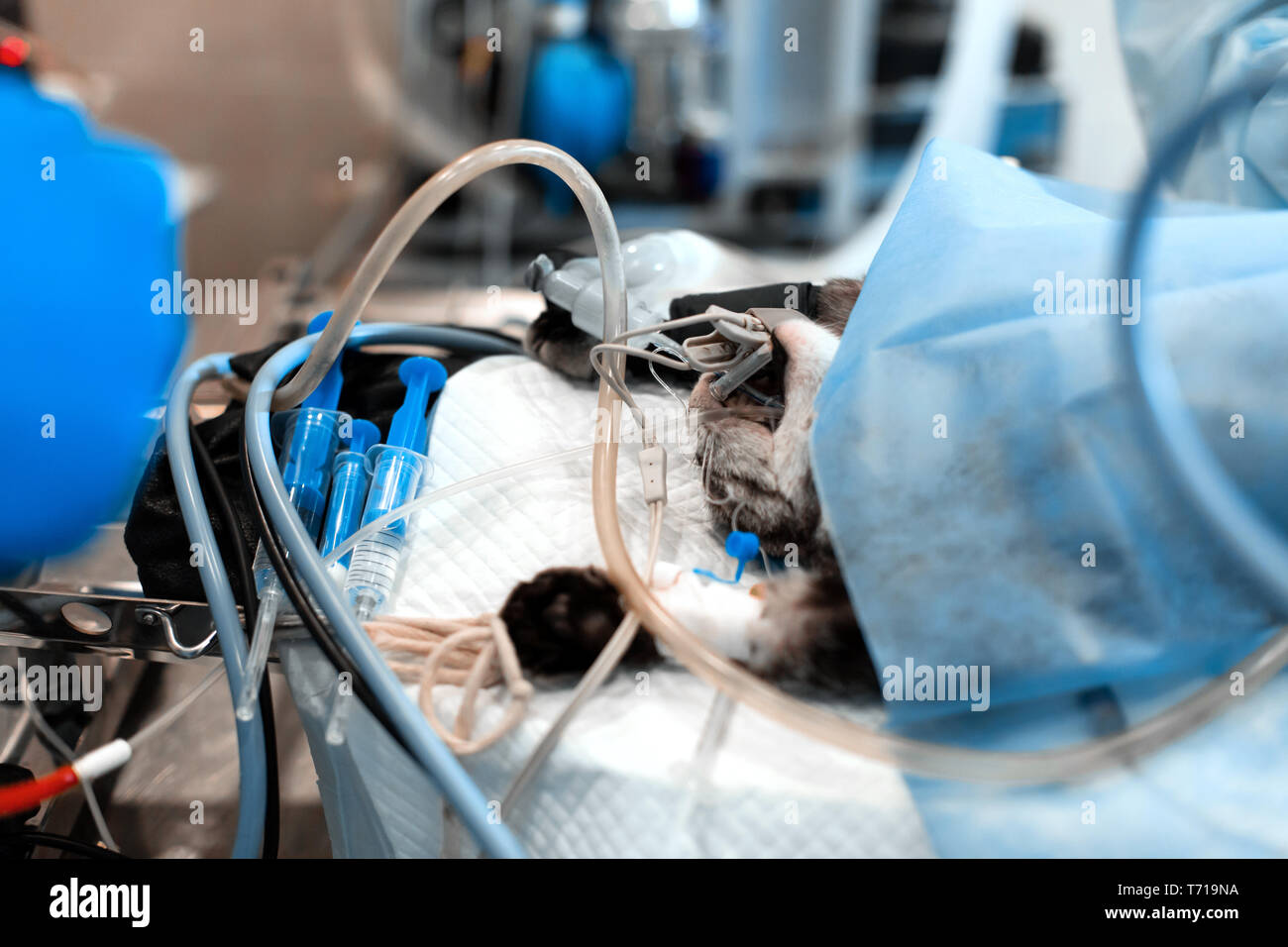 cat under general anesthesia on the operating table prepared to ...