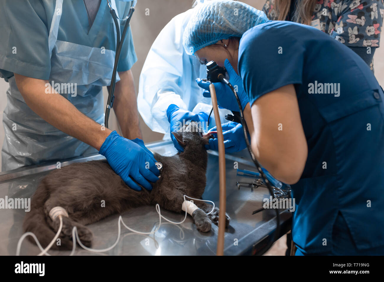 pet surgeons team make difficult operation. Cat under general ...