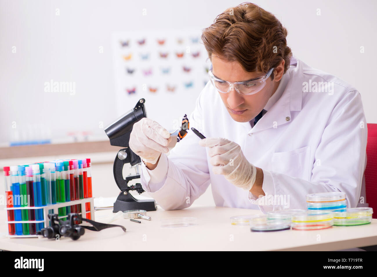 Scientist entomologist studying new butterfly species Stock Photo - Alamy
