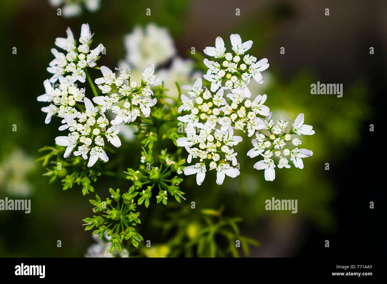 Coriander flowers hi-res stock photography and images - Alamy