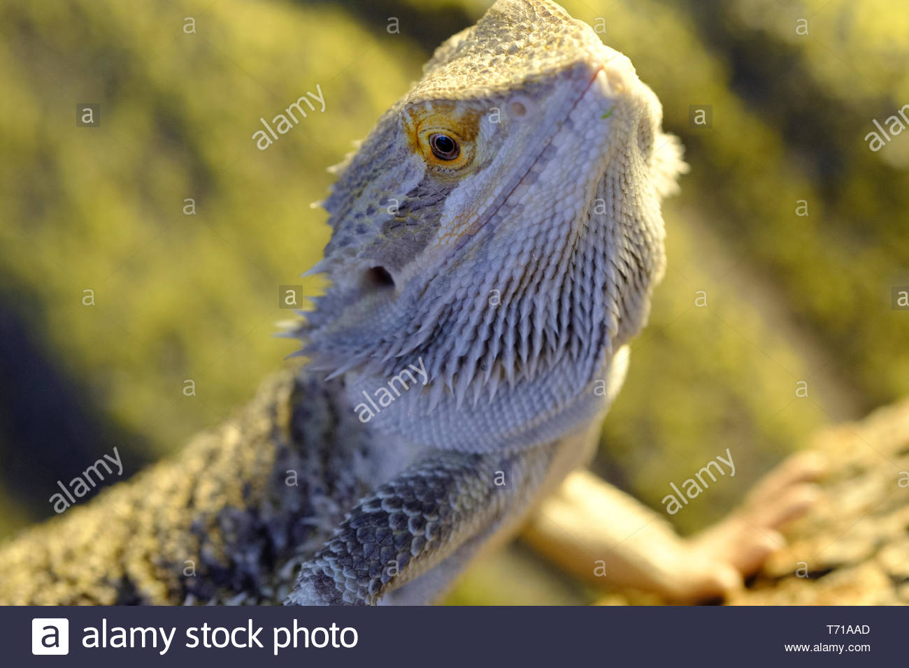 Dragon Feet High Resolution Stock Photography and Images - Alamy