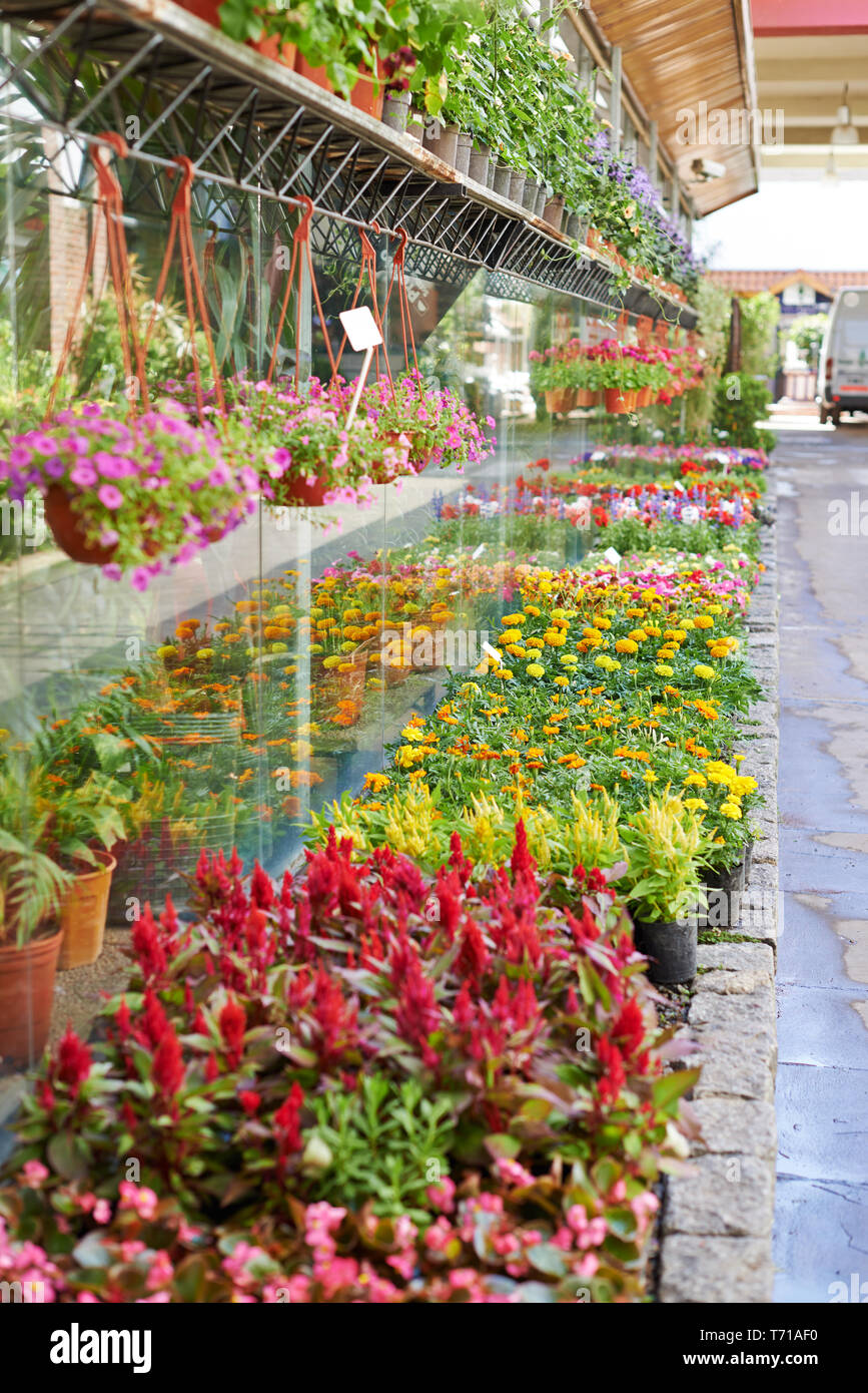 Flowers outside shop window hi-res stock photography and images - Alamy
