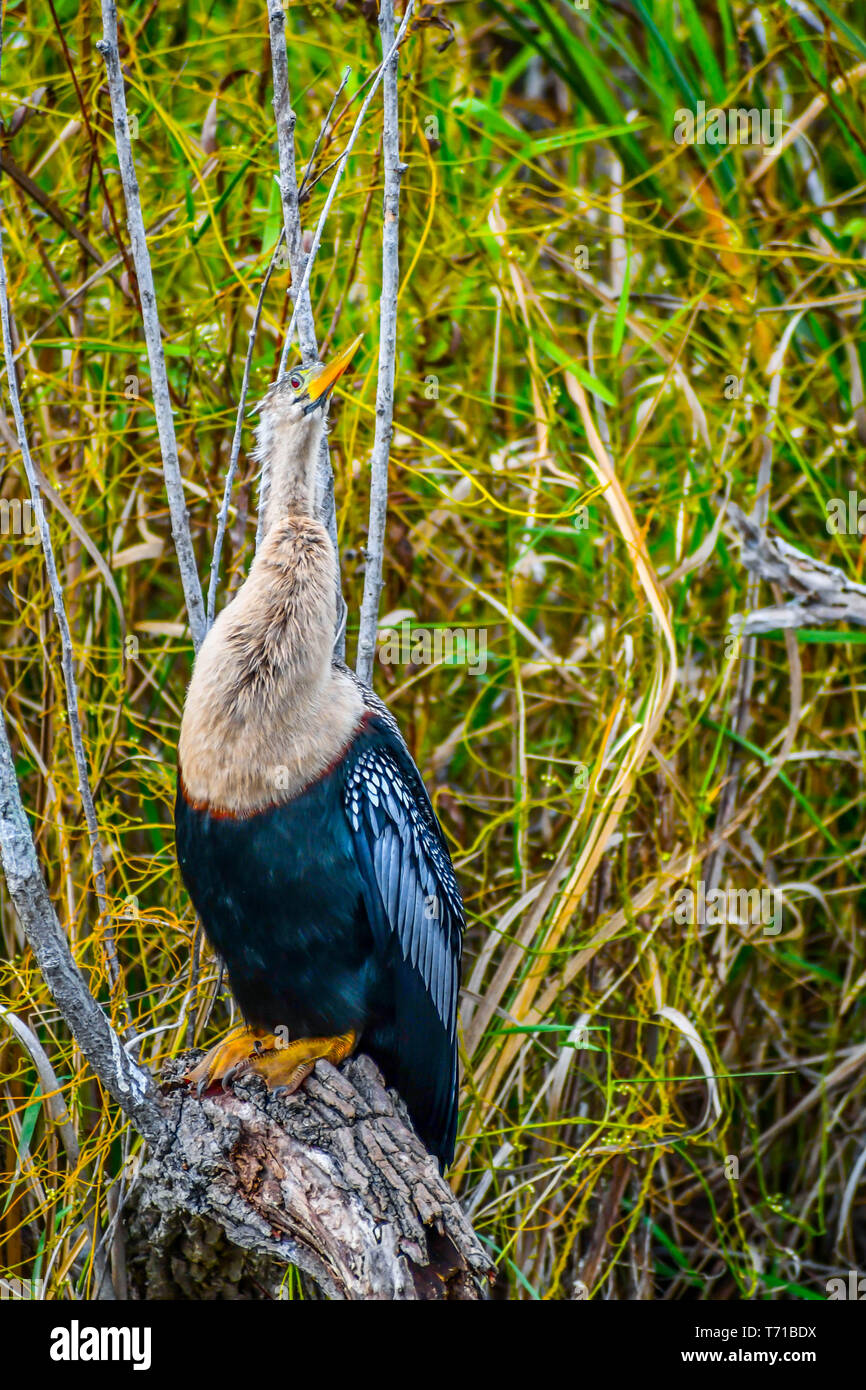 Female anhinga hi-res stock photography and images - Alamy