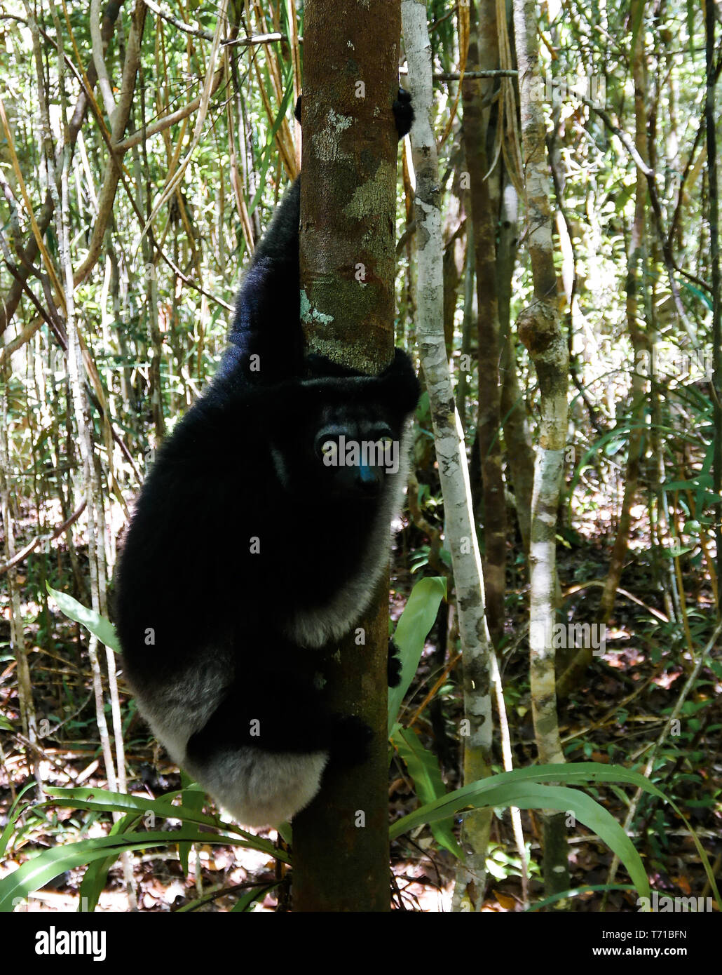 Portrait of Indri Indri lemur at the tree in Atsinanana region ...