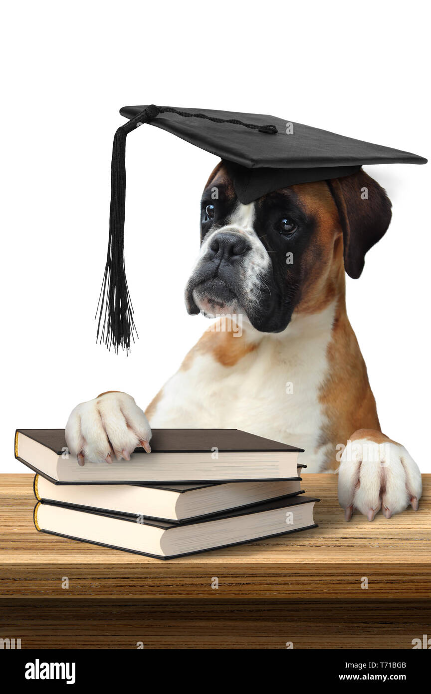 Boxer with Books Stock Photo - Alamy