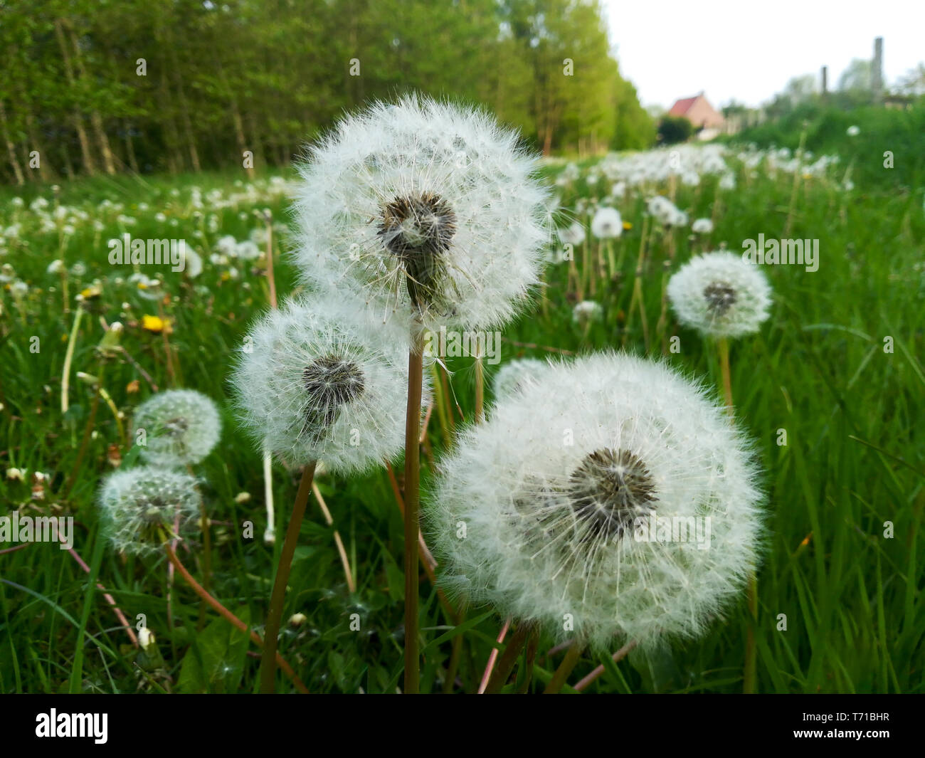 Large closeup of pollen from a dandelion with grass and sky in the ...