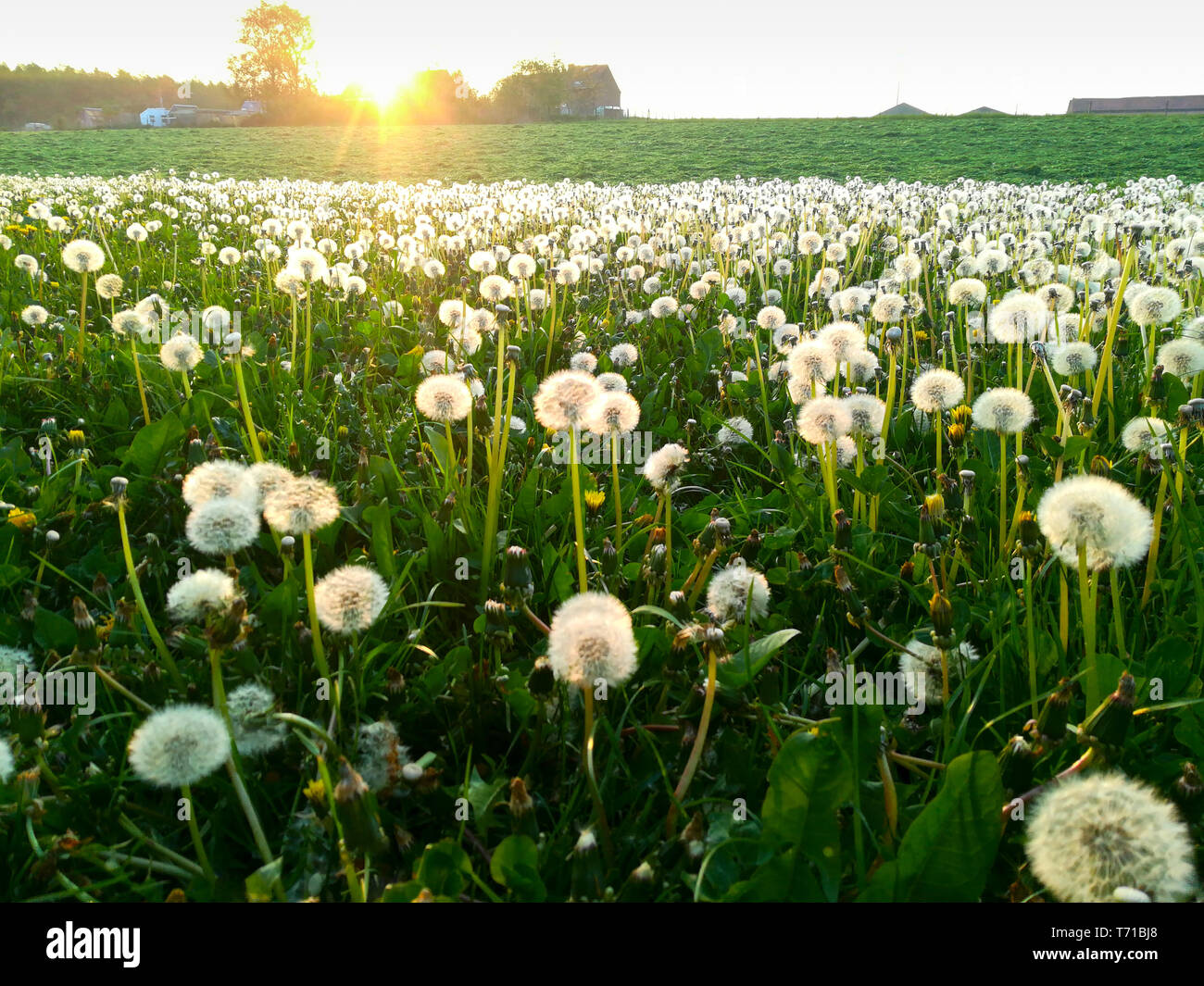 Backlit field of pollen from a dandelion with grass and sky in the ...