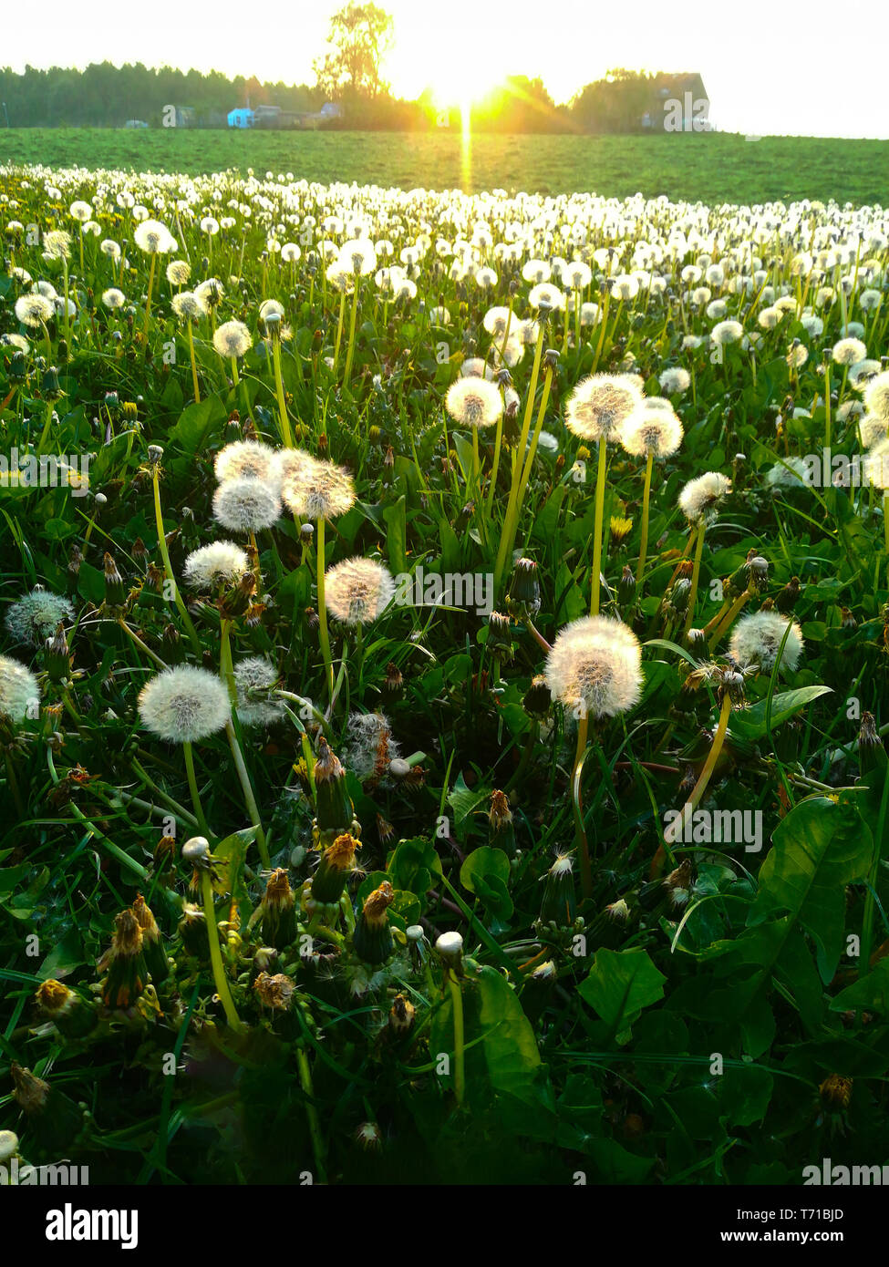Backlit field of pollen from a dandelion with grass and sky in the ...