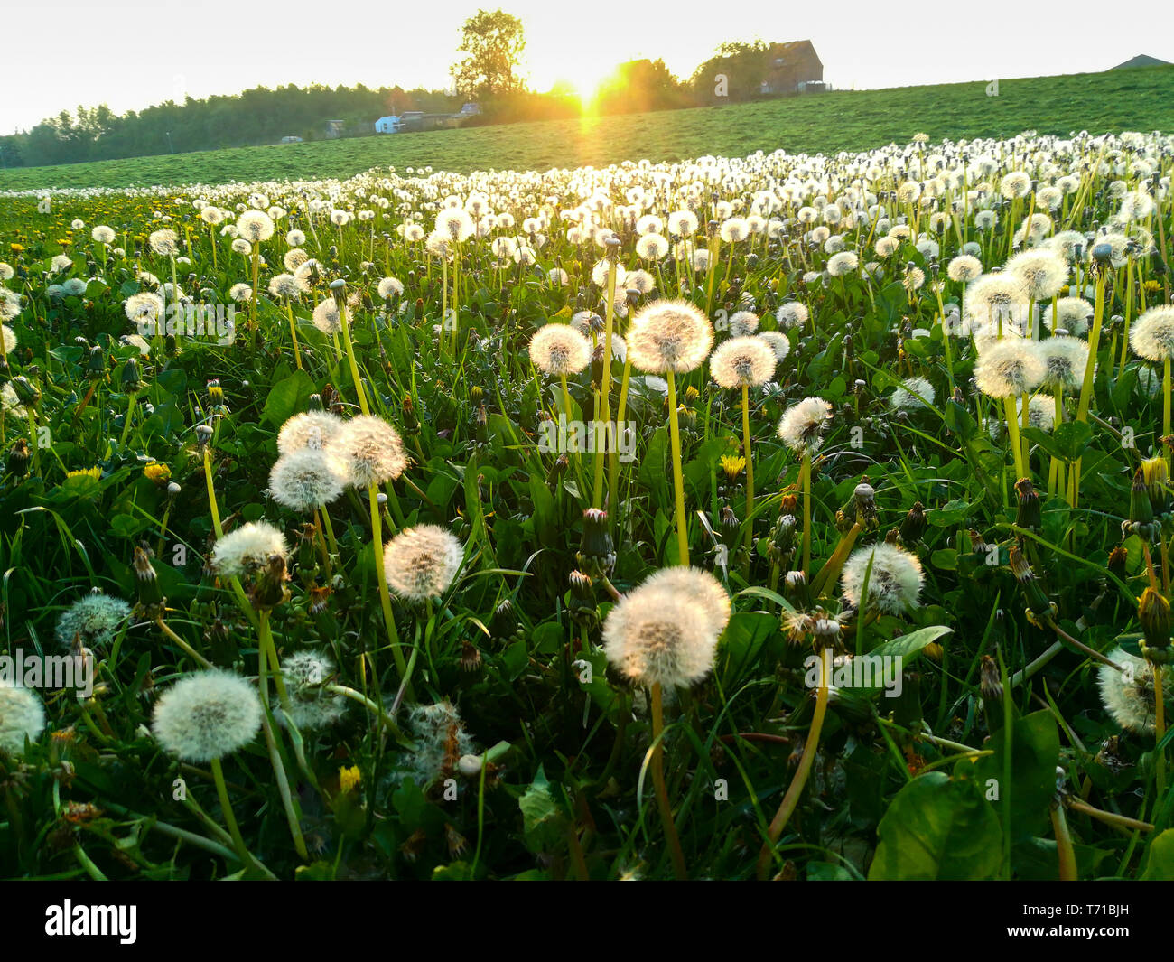 Backlit field of pollen from a dandelion with grass and sky in the ...