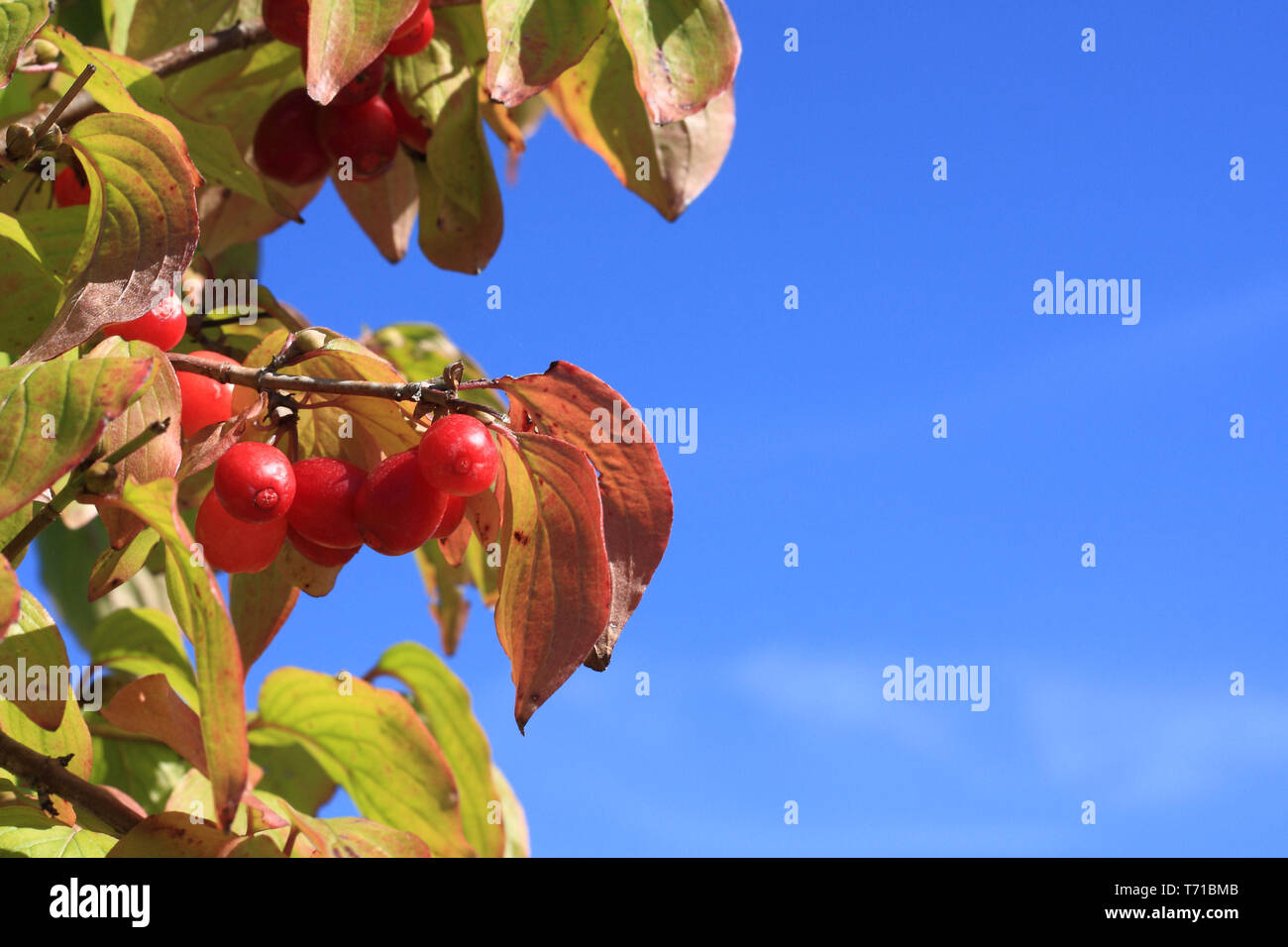 Cornelian plant hi-res stock photography and images - Alamy