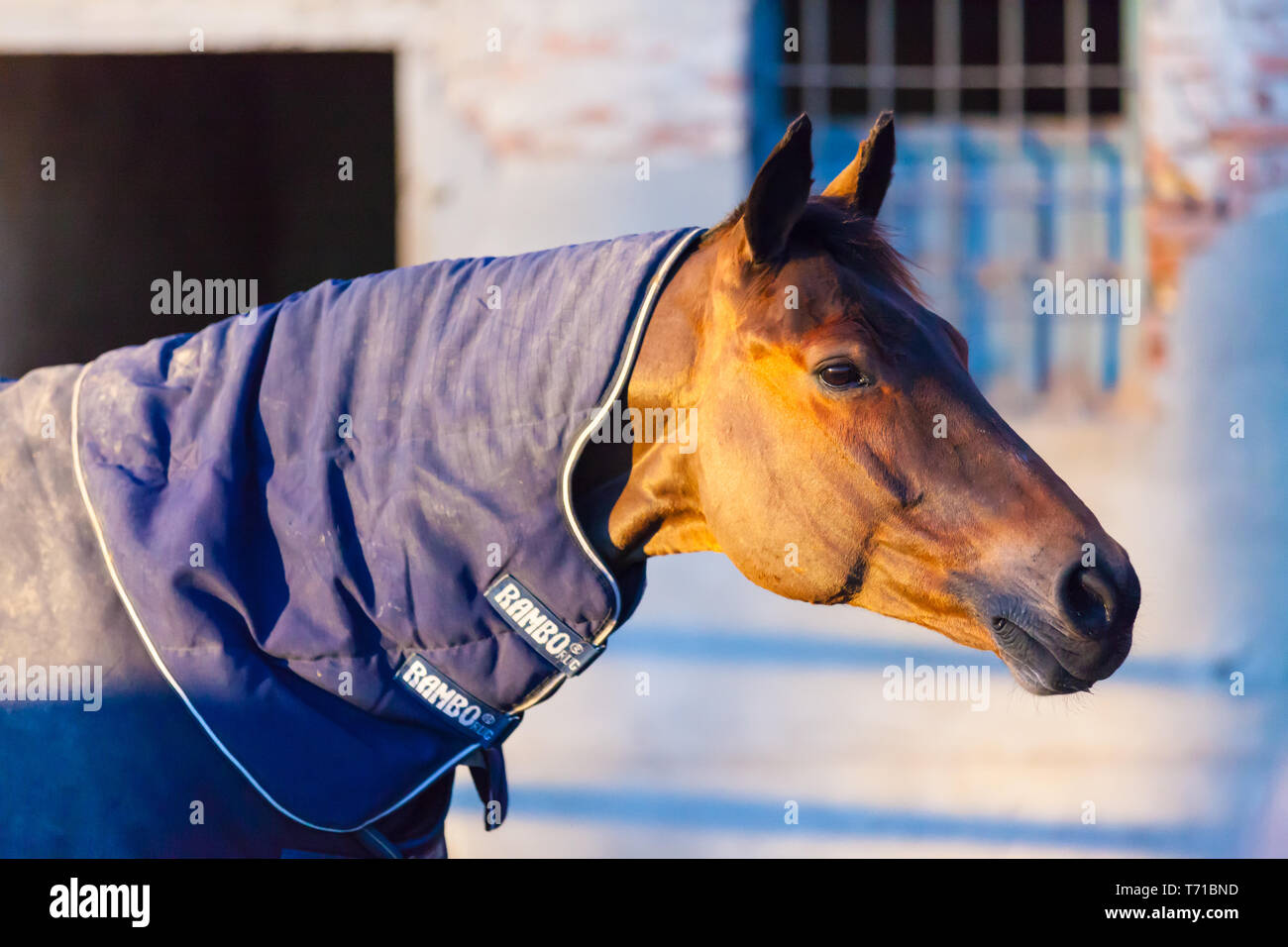 thoroughbred horse profile portrait at sunset Stock Photo - Alamy