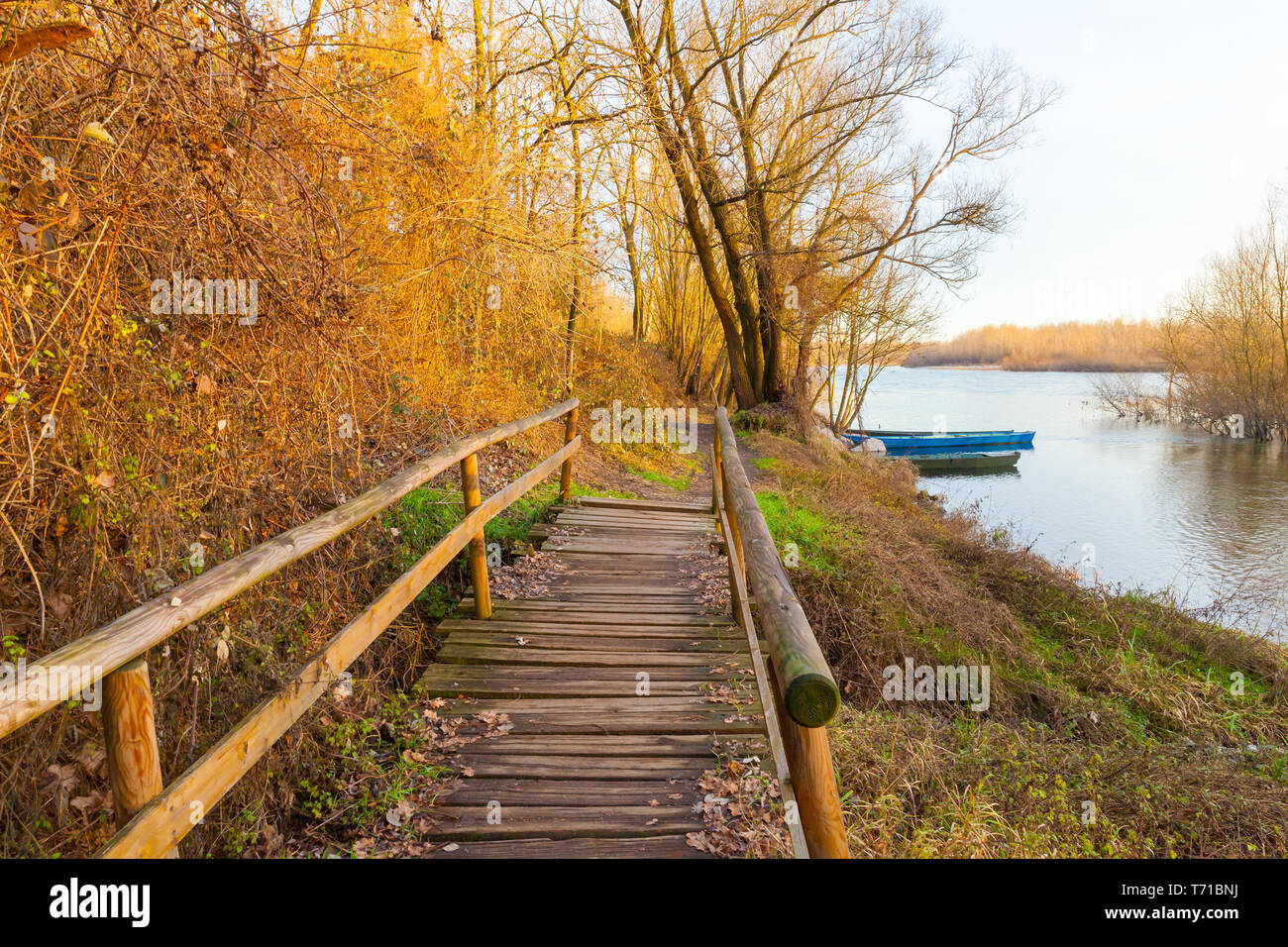 Plant of stream and river banks hi-res stock photography and images - Alamy