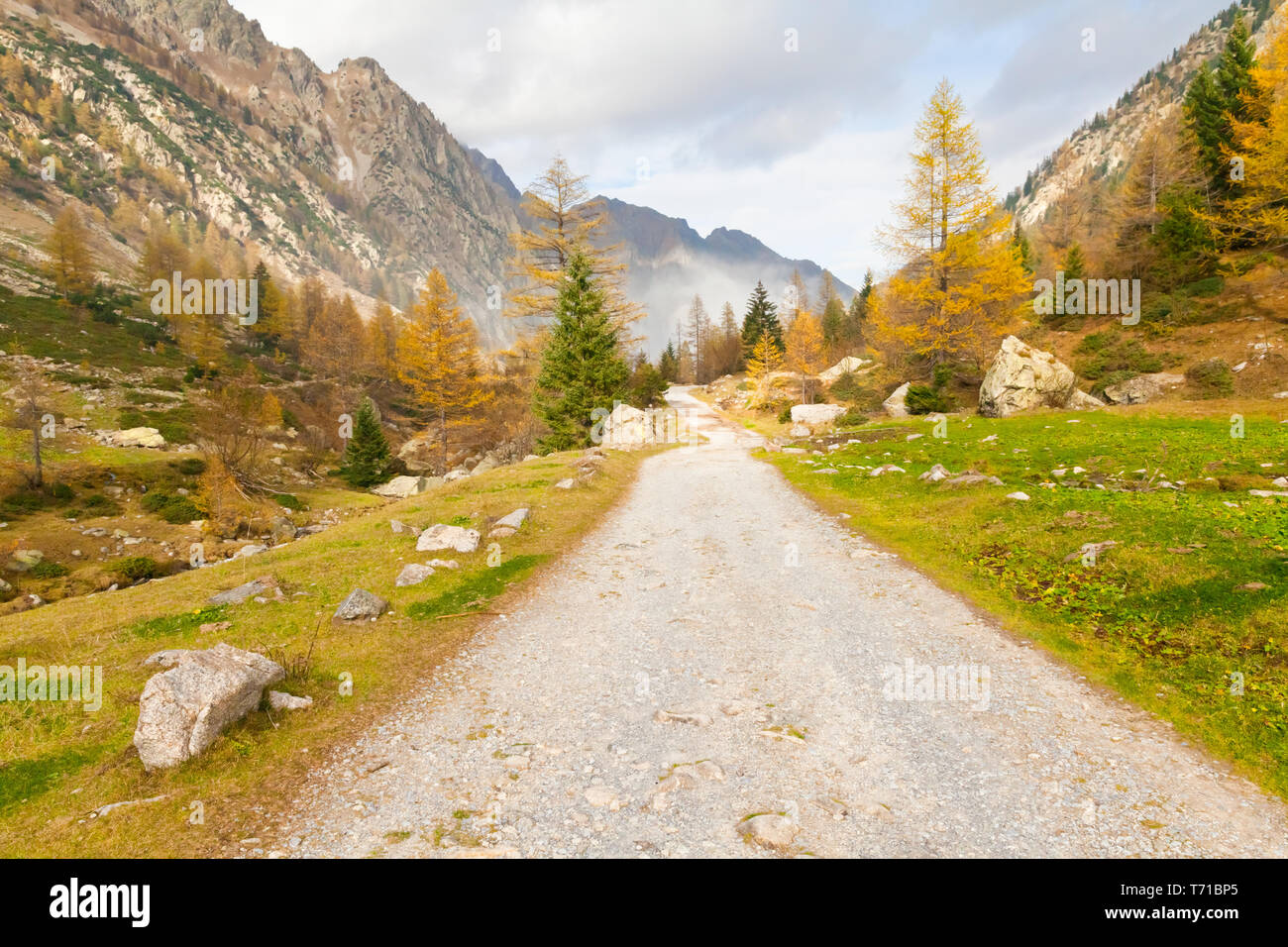 path in the woods at the bottom of the valley Stock Photo - Alamy