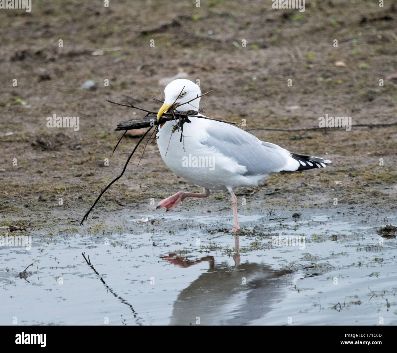 Common gull nesting hi-res stock photography and images - Alamy