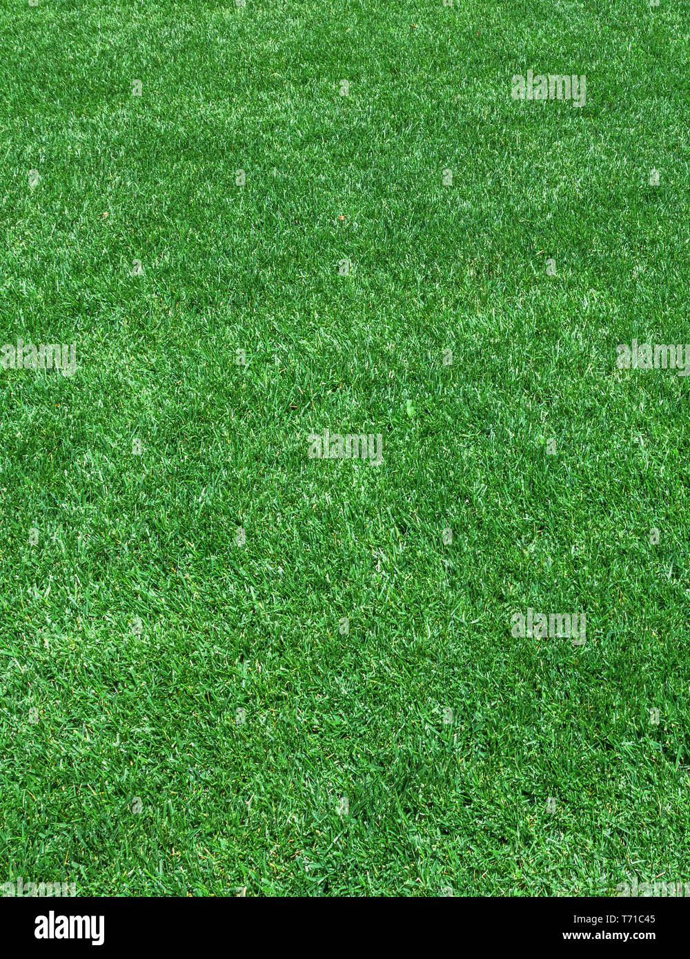 Texture of grass field ideal for your creative backgrounds Stock Photo ...