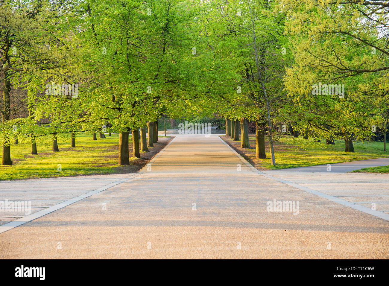 Row of maple trees in spring time with pedestrian walkway Stock Photo ...