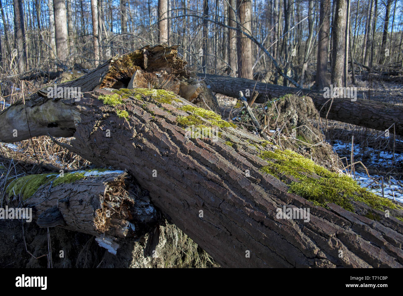 Trunk of a damaged tree with moss Stock Photo - Alamy
