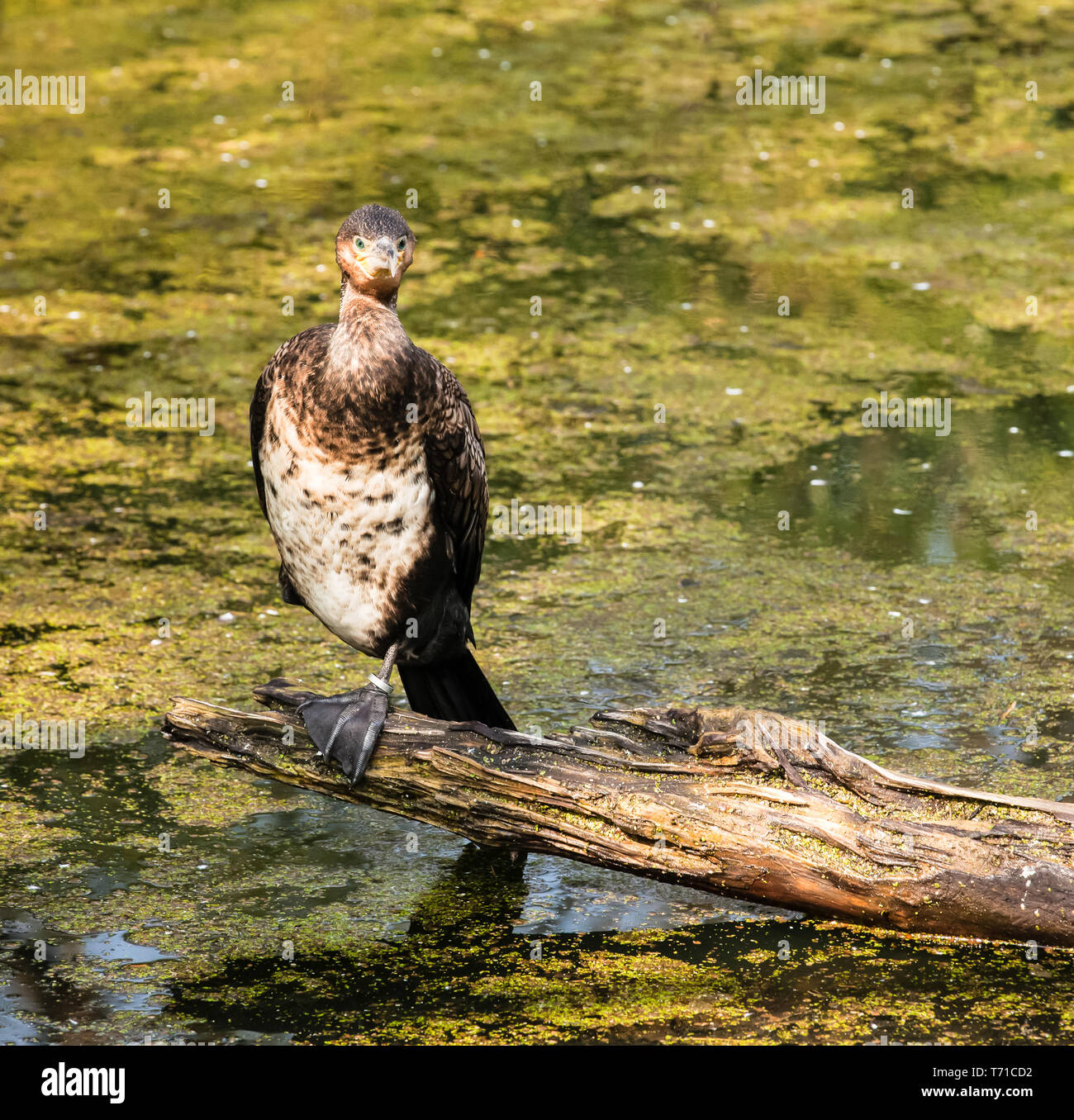 portrait of pygmy cormorant Microcarbo pygmaeus Phalacrocoracidae ...