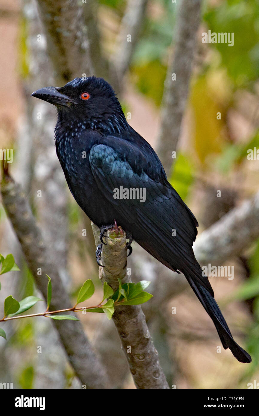 Spangled Drongo (Dicurus bracteatus) Australian native bird with shiny ...