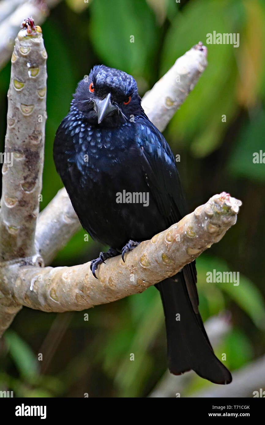 Dicururus hi-res stock photography and images - Alamy