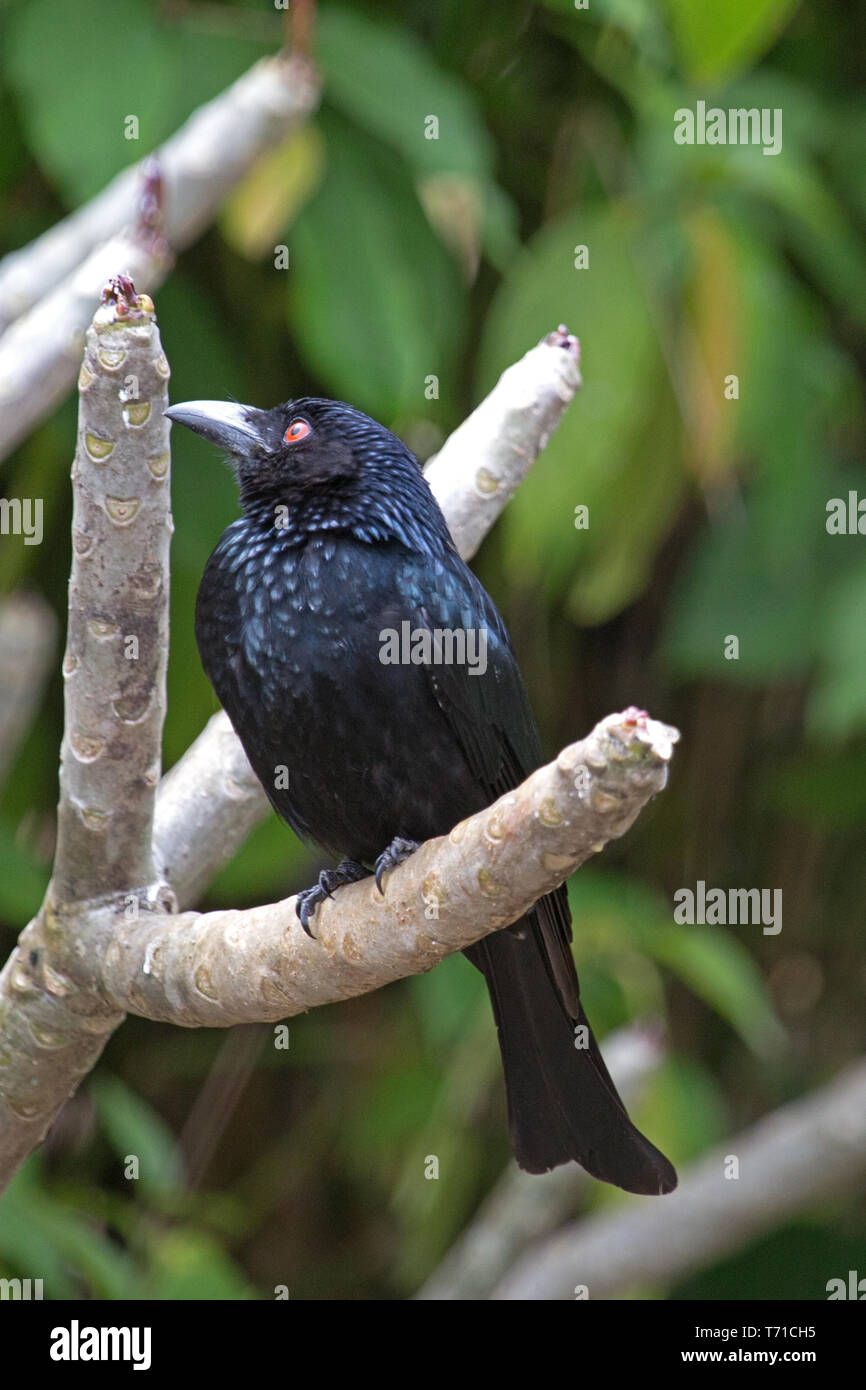 Bracteatus hi-res stock photography and images - Alamy