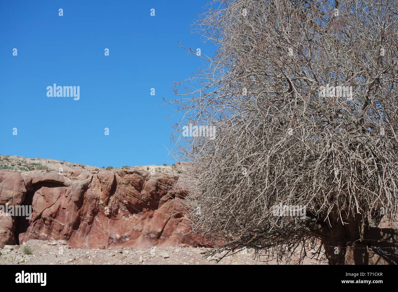 Petra tree hi-res stock photography and images - Alamy