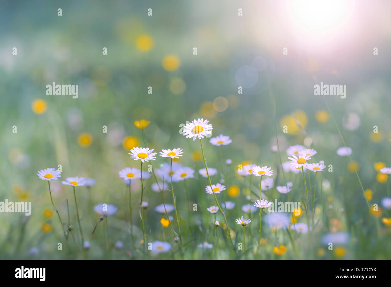 daisy in the morning sun Stock Photo - Alamy