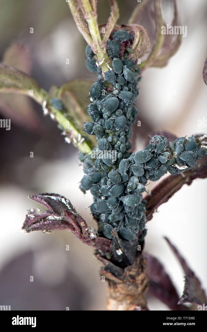 Elder aphid (Aphis sambuci) infestation on the young shoot of an ...