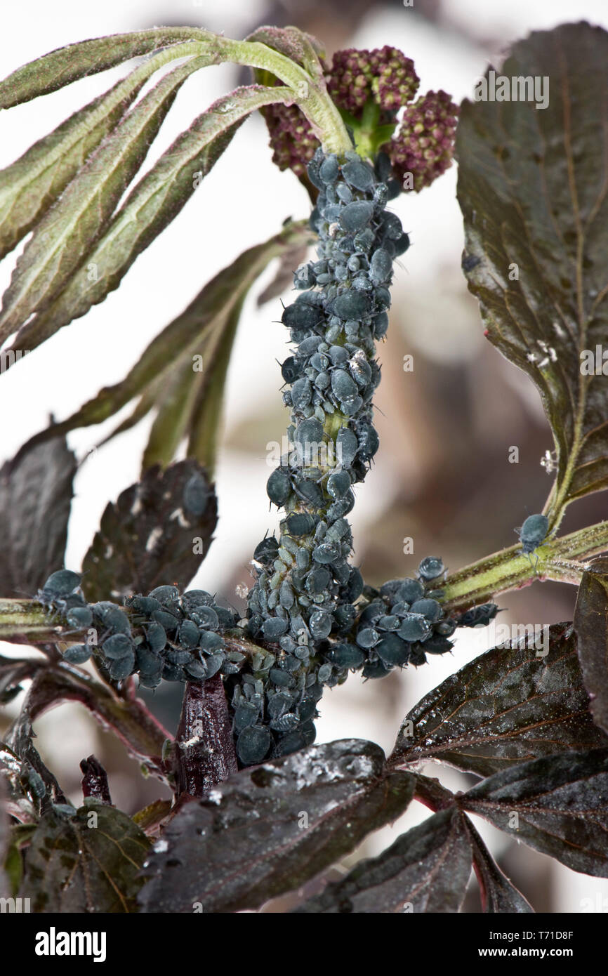 Elder aphid (Aphis sambuci) infestation on the young shoot of an ...