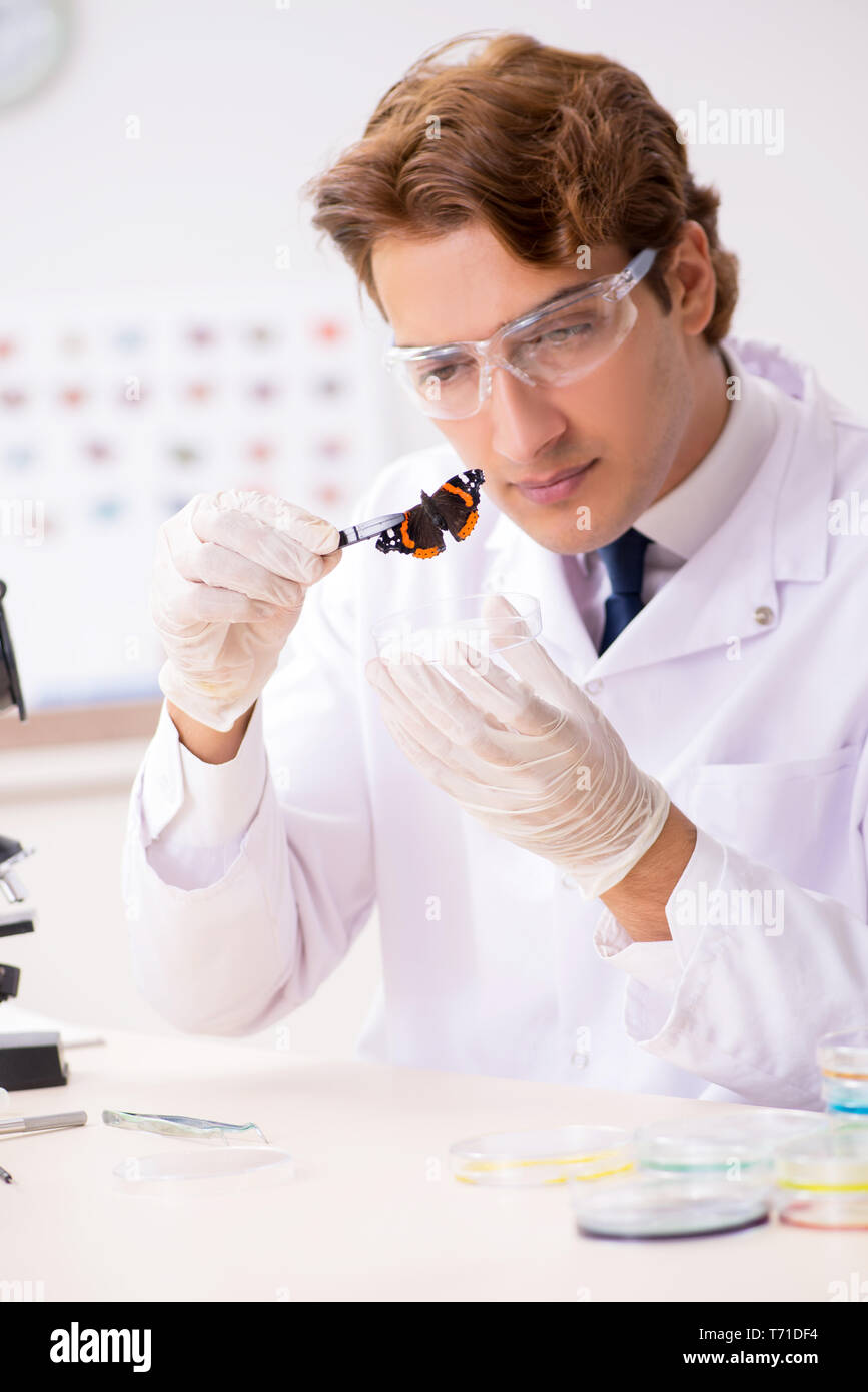 Butterfly wing microscope hi-res stock photography and images - Alamy