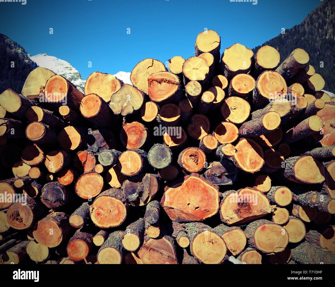 cut logs by the lumberjack and the pile of wood in mountains with old ...