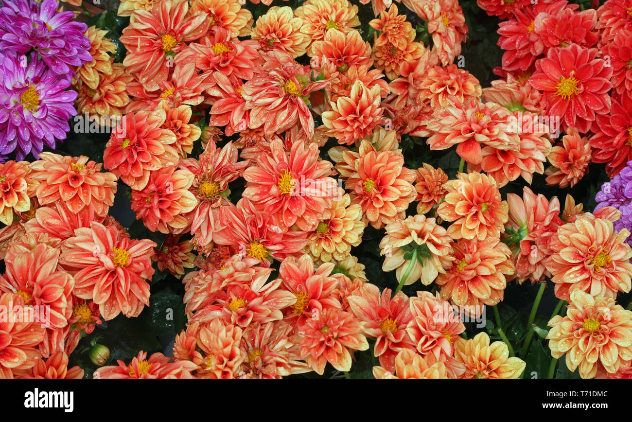 Dalia mexico hi-res stock photography and images - Alamy