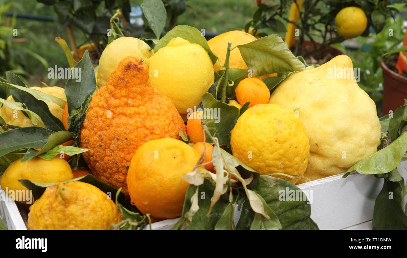 many ripe organic lemons cultivated without pesticide in the ...