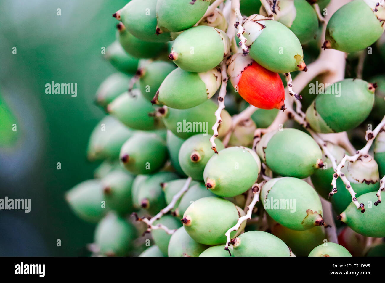 one red seed and new green palm seed on tree in the garden Stock Photo ...