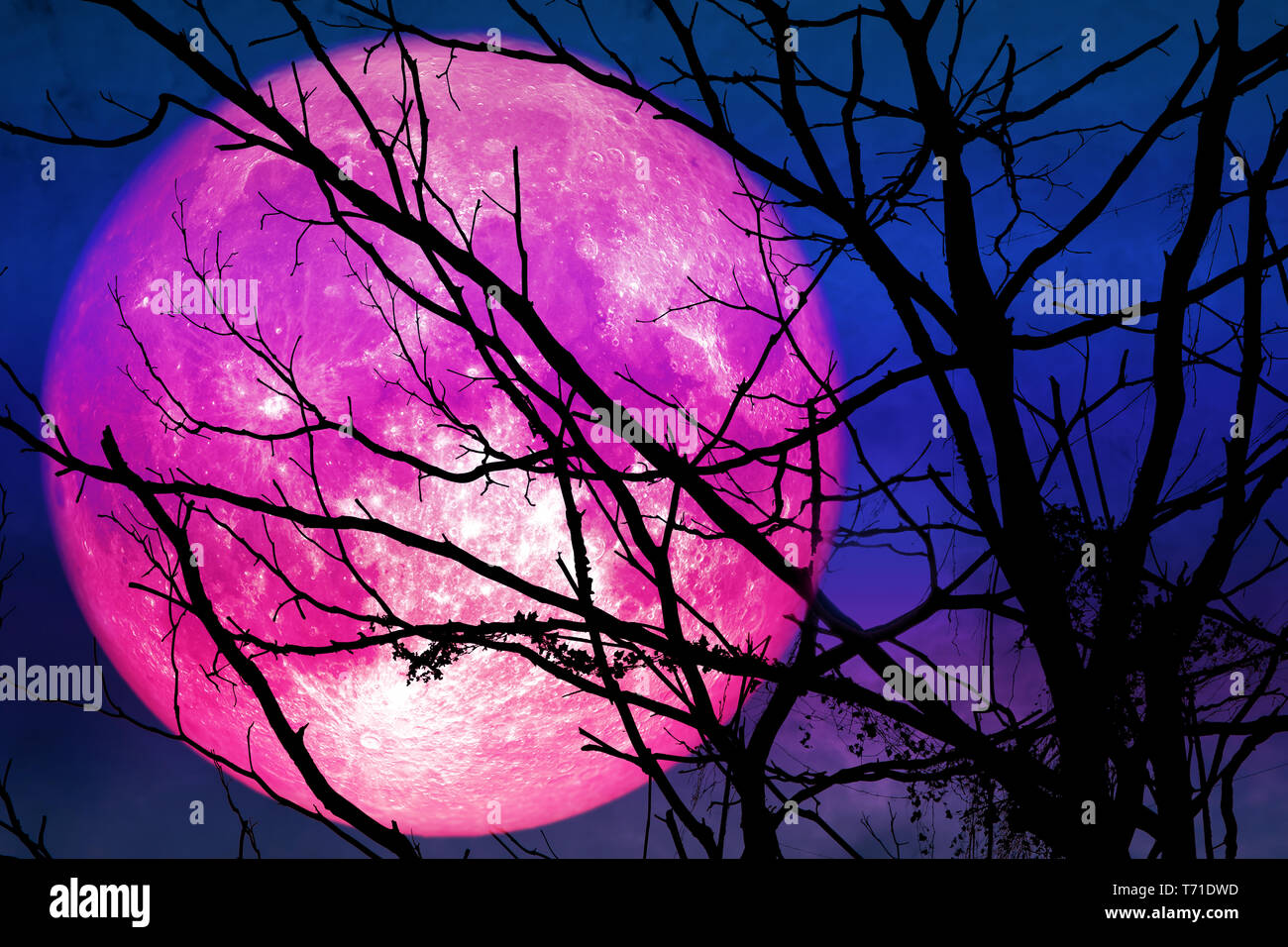 pink moon floats on the sky in the shadow of the hands of dried ...