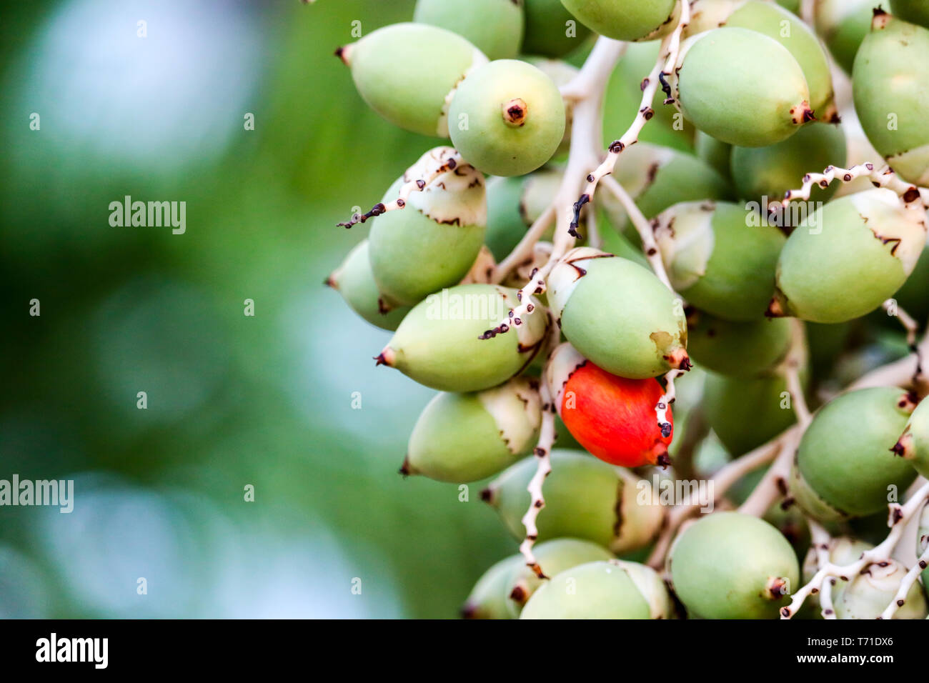 Red orange palm tree seeds hi-res stock photography and images - Alamy