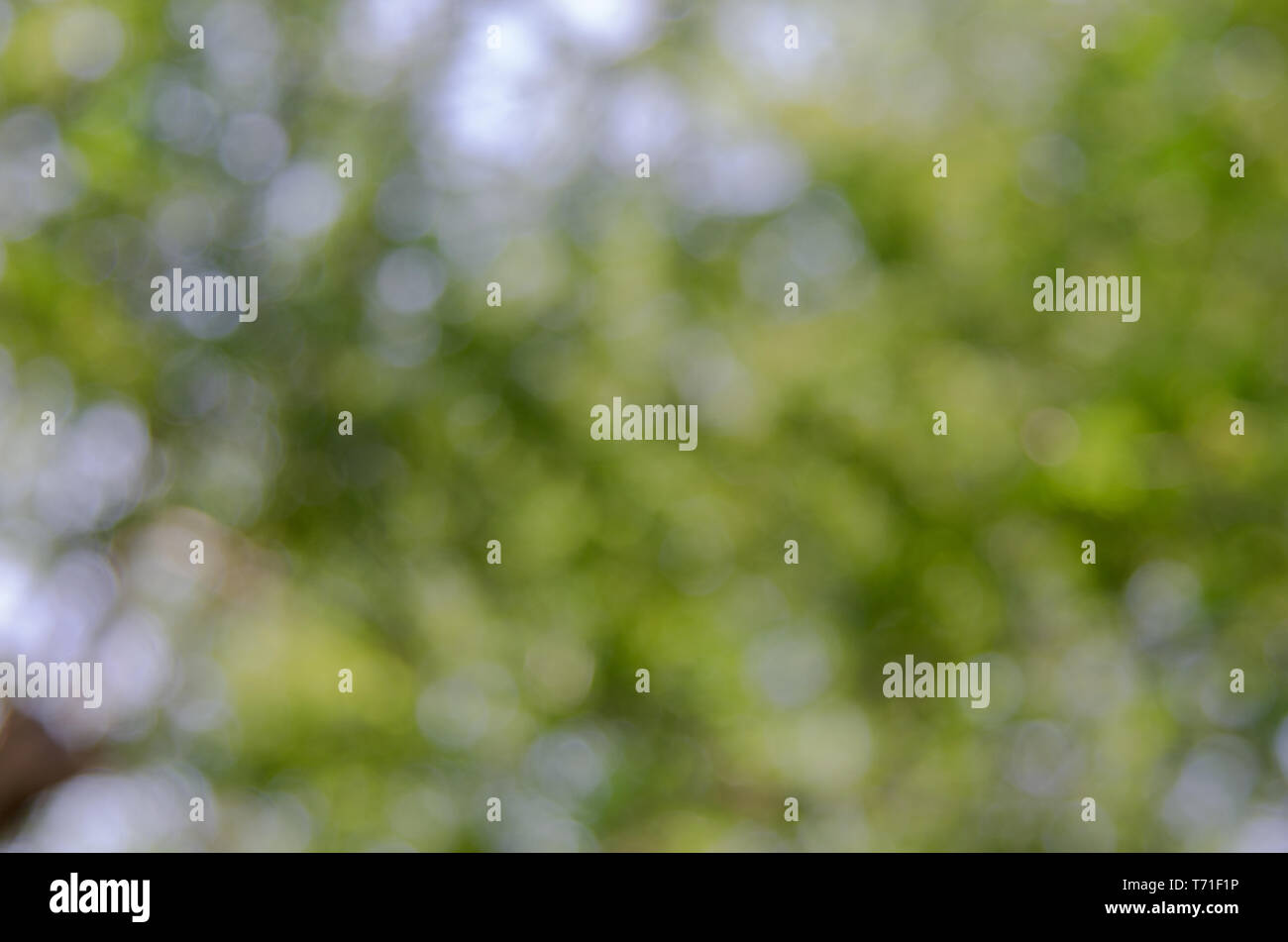 Abstract blurred green nature background. blurry backdrop for design ...