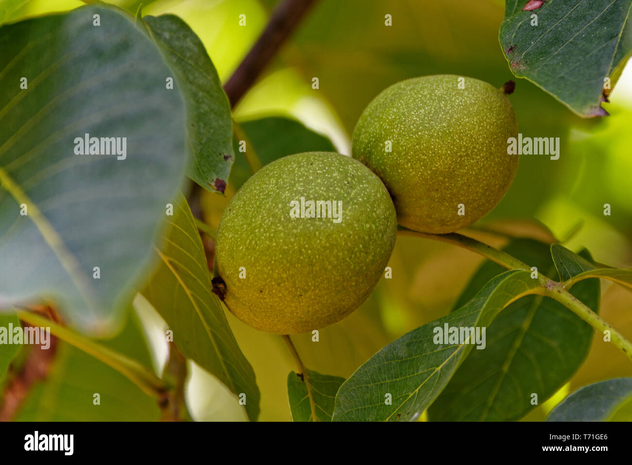 Walnuts growing on a walnut tree, they're still in-cased in their green ...