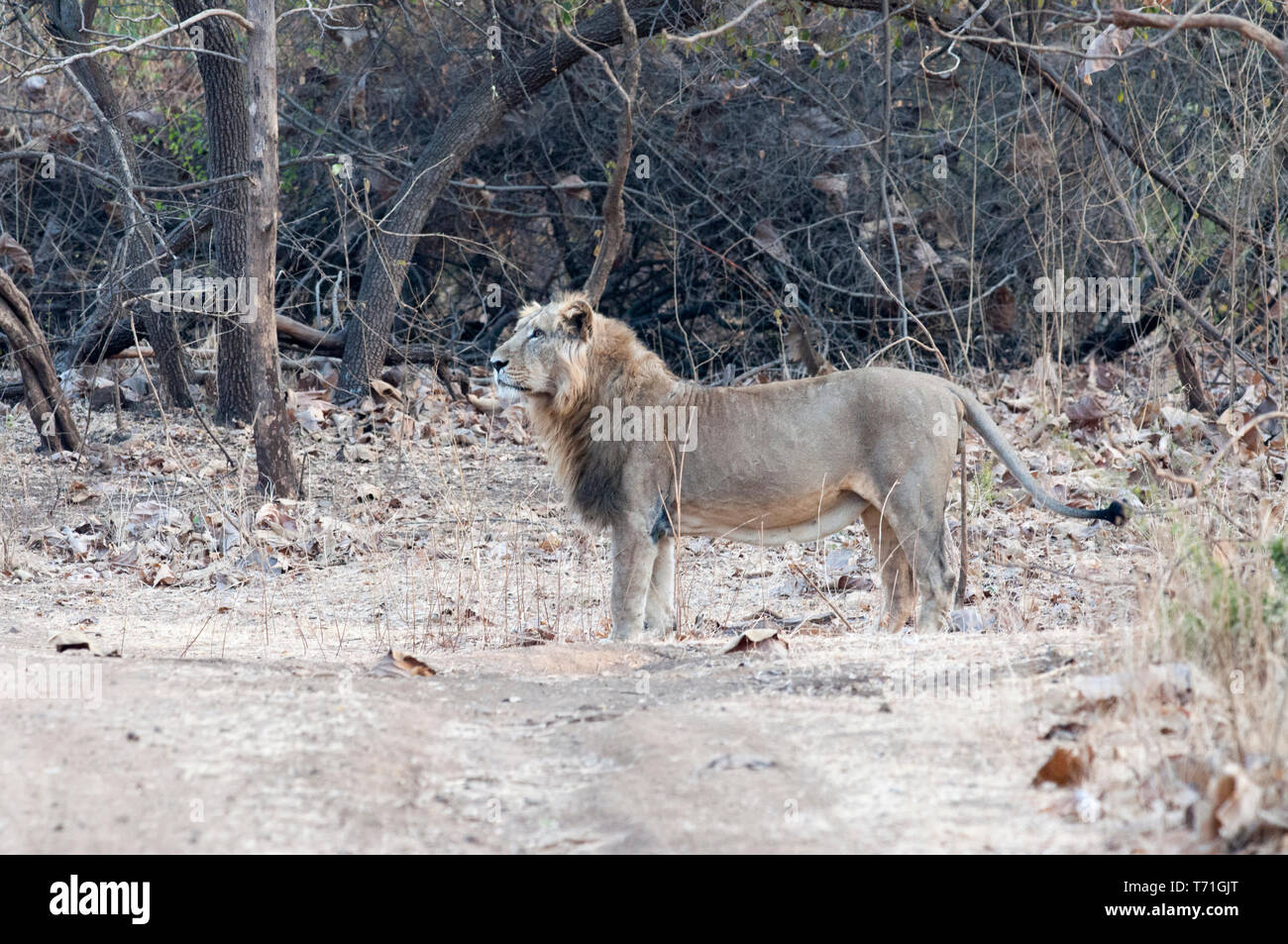 Gir lion pride hi-res stock photography and images - Alamy