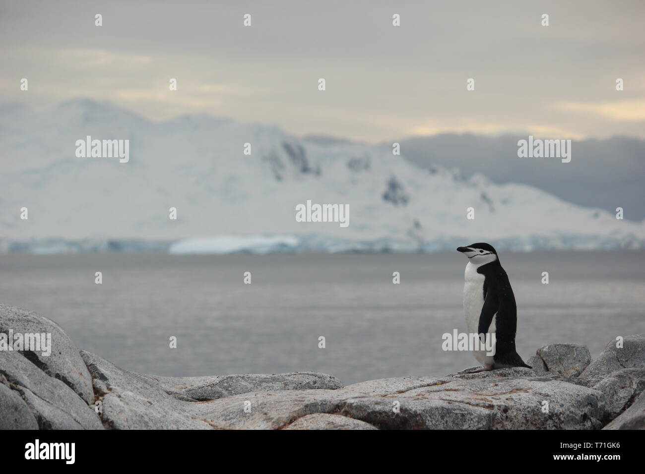 Antarctica chinstrap penguins iceberg hi-res stock photography and ...