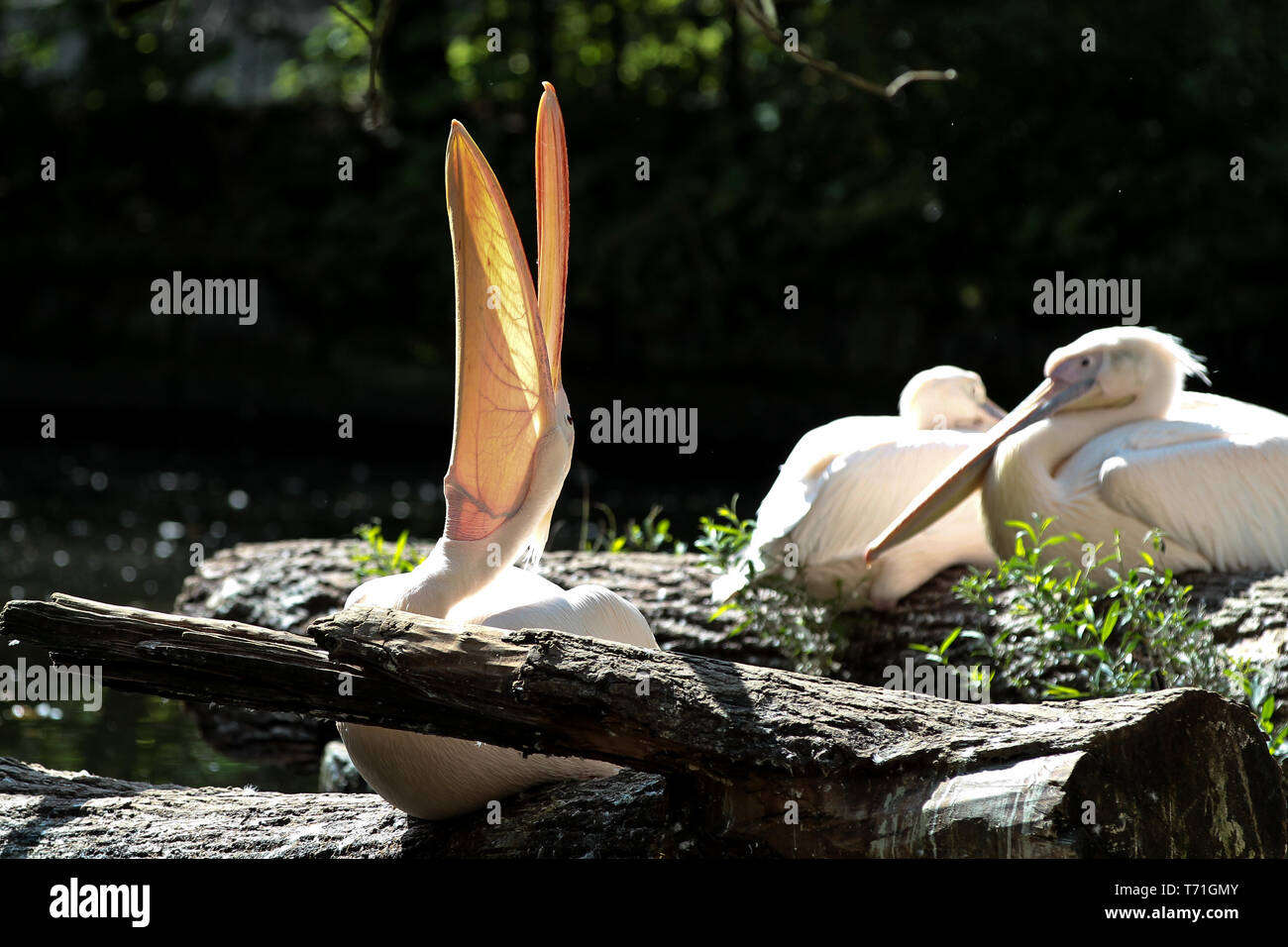 The Great White Pelican, Pelecanus onocrotalus also known as the rosy ...